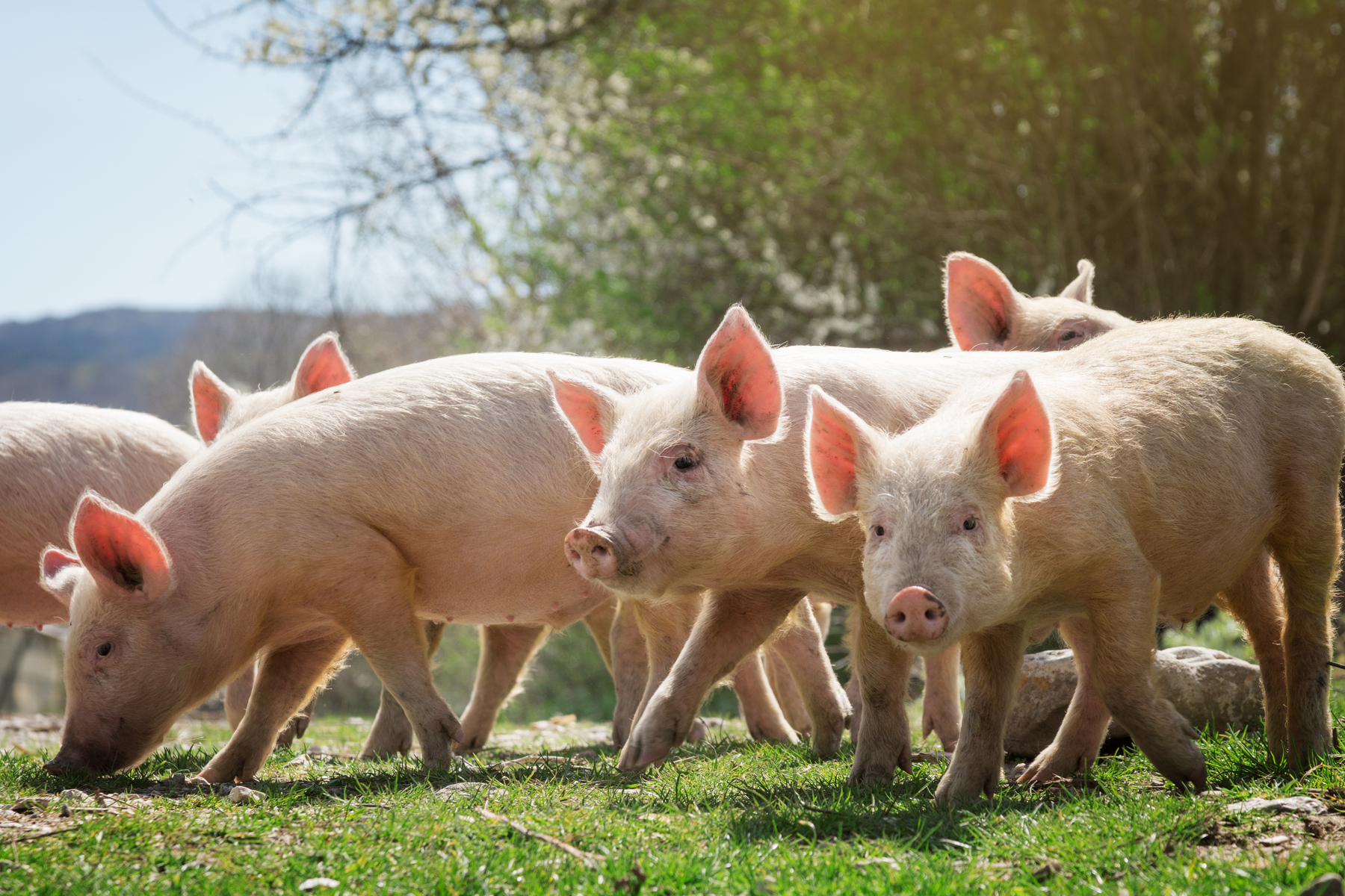 What Is Swine Fever and Can We Prevent its Resurgence? - Grit